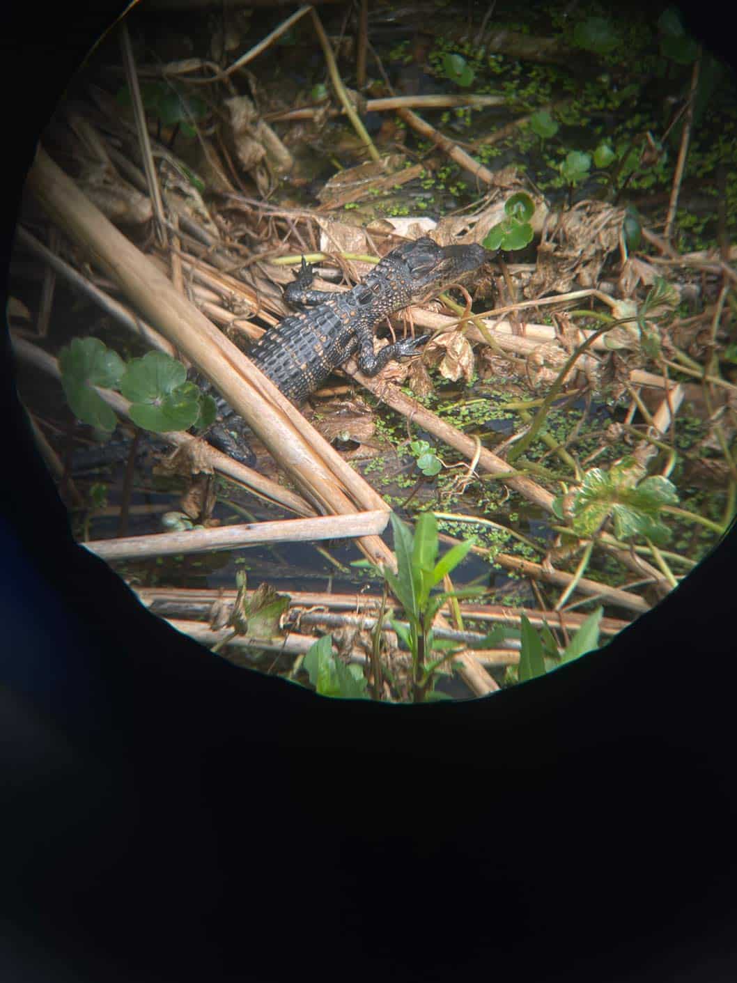 Südstaatenzauber: 7 Sehenswürdigkeiten in Louisiana